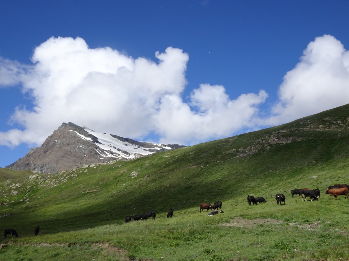 31 agosto 2021 Colle Basey 3176m (Punta Basey 3338m) - WalkinPiedmont